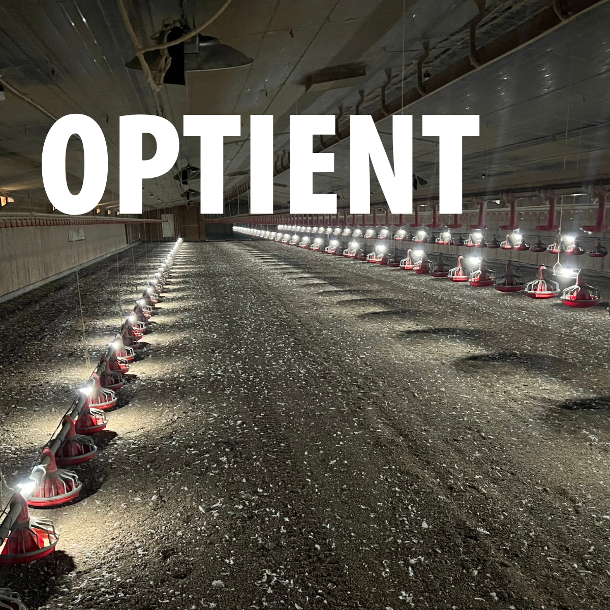 Optient - Gradient Lighting for Broilers